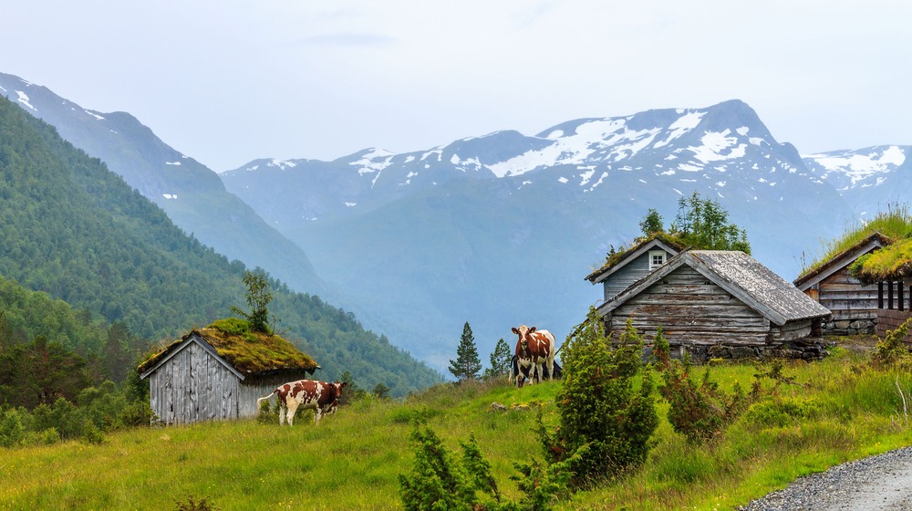 Forvaltninga av våre naturressurser legger store hindringer for beiting ...